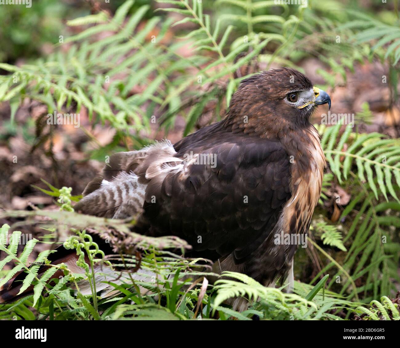 Hawk bird close-up profile view with foliage background and foreground ...