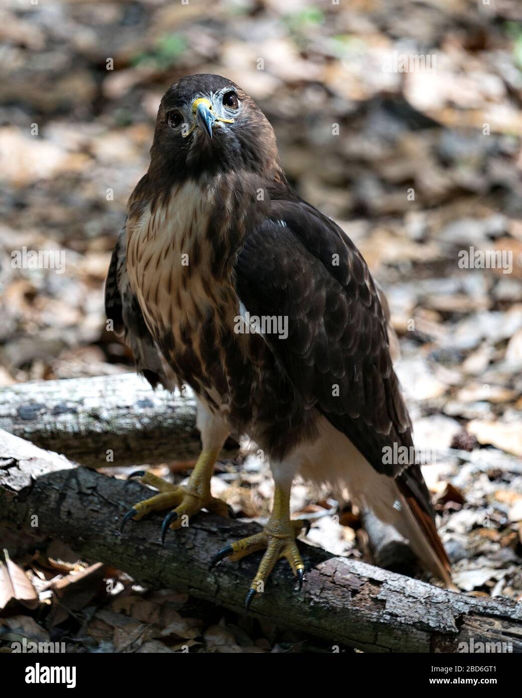 Hawk bird close-up profile view with foliage background and foreground ...