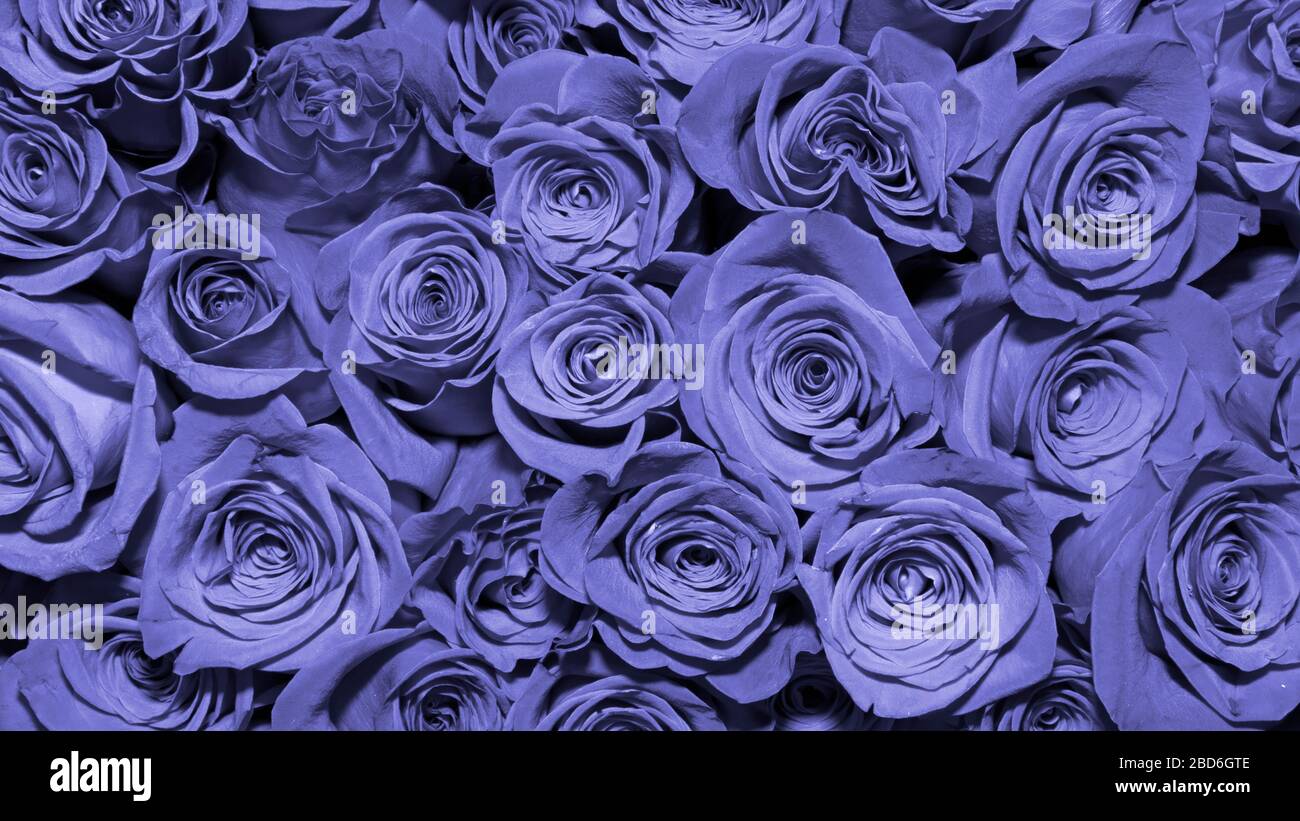 Charming floral design of roses hi-res stock photography and images - Alamy