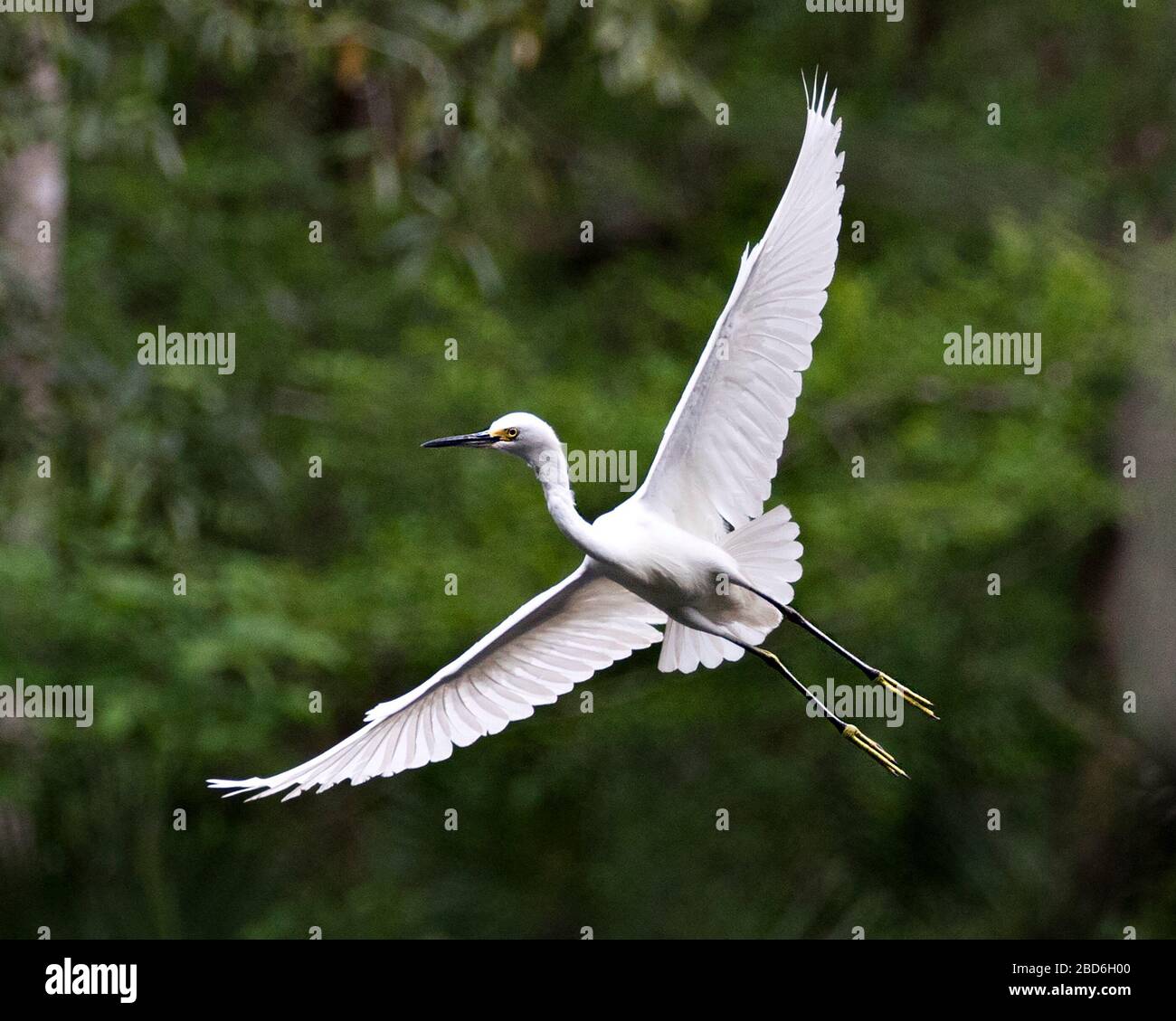 Flying Egret Photos High Resolution Stock Photography and Images - Alamy