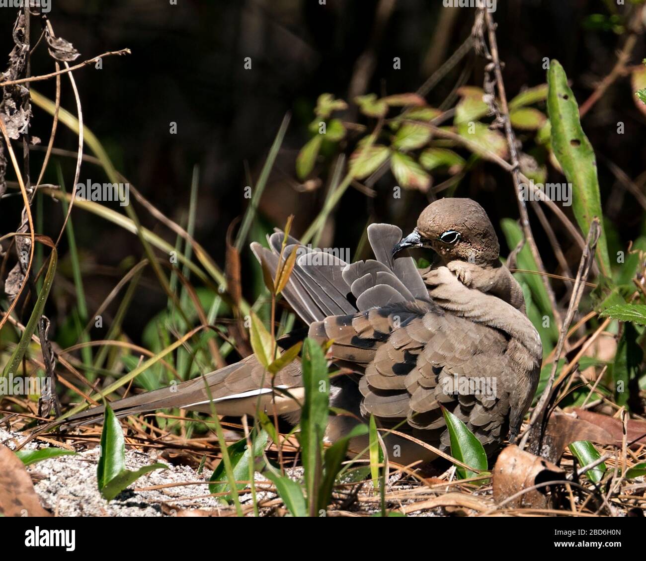 Mourning dove resting on ground and cleaning its wings and enjoying its ...