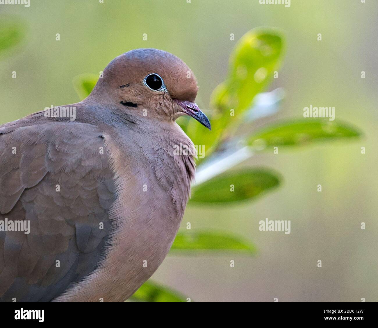 Mourning dove head close-up profile view displaying body, head, eye ...