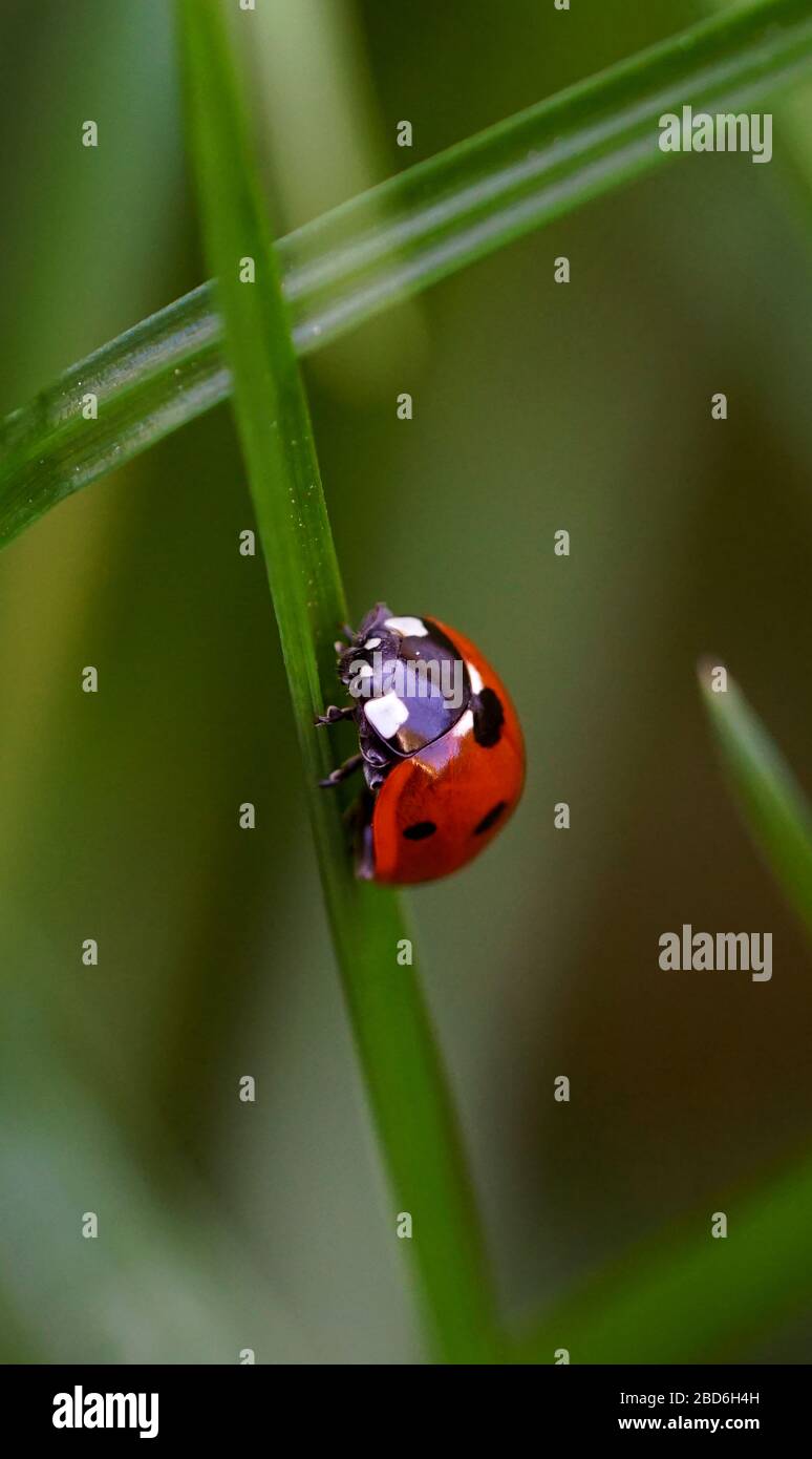 Ladybug in grass hi-res stock photography and images - Alamy