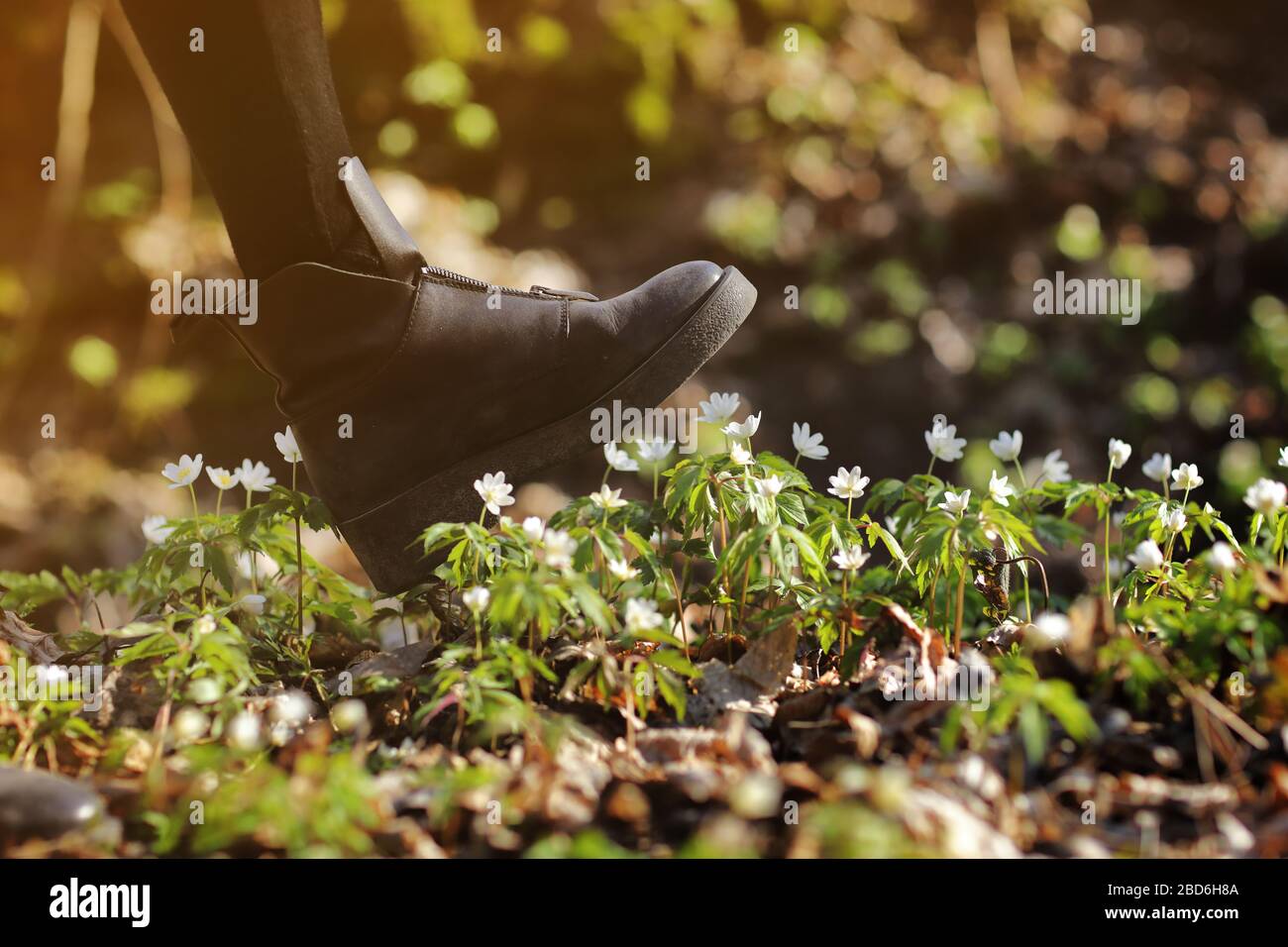 Trampled flower hi-res stock photography and images - Alamy