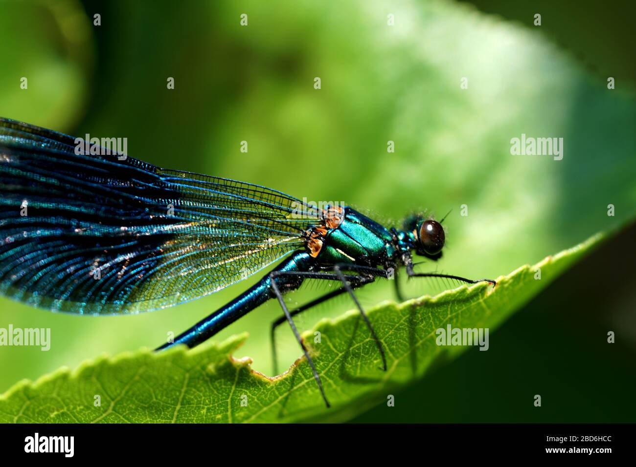 Dragonfly color hi-res stock photography and images - Alamy