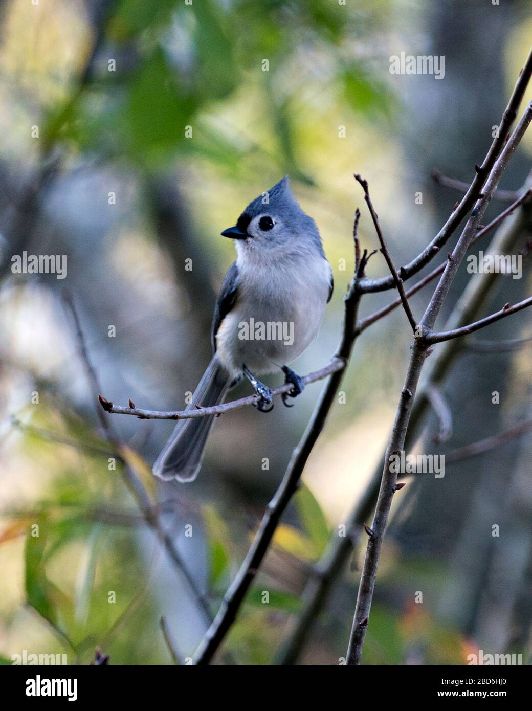 Bird profile titmouse hi-res stock photography and images - Alamy