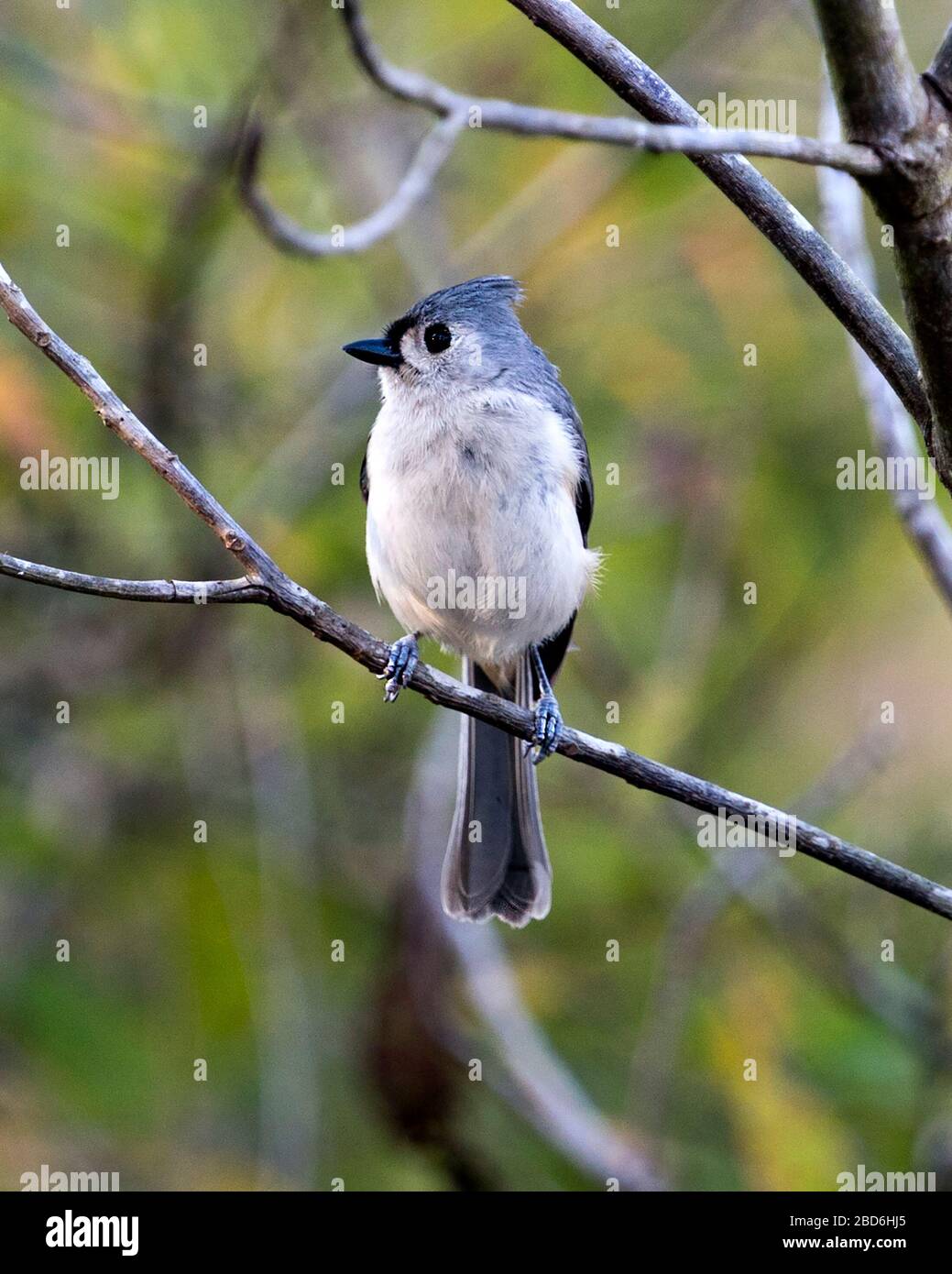 Titmouse bird close-up profile view perched on a branch with bokeh ...