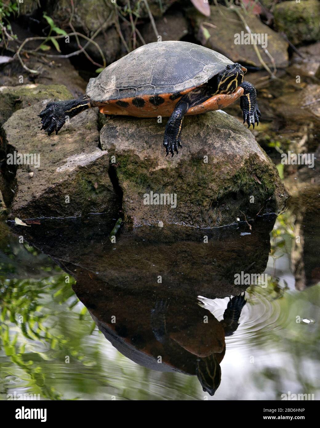 Red-bellied turtle close-up profile view on moss rocks by the water ...