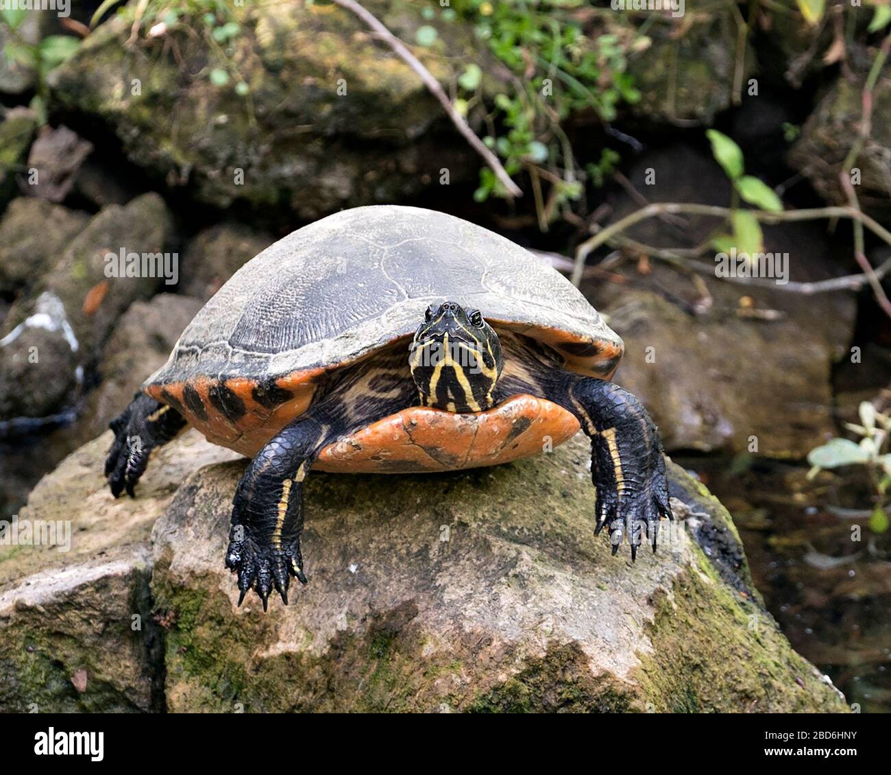Turtle profile hi-res stock photography and images - Alamy