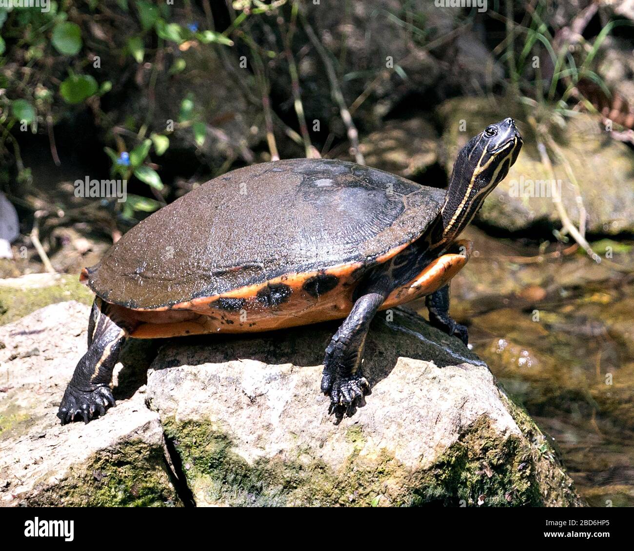 Redbelly turtle close-up profile view on moss rocks by the water with a ...