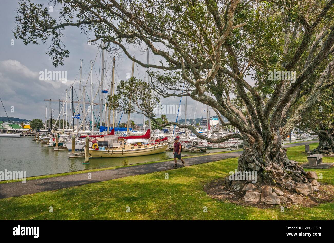 Titoki (New Zealand oak) at Hatea Loop footpath, boats at Town Basin ...