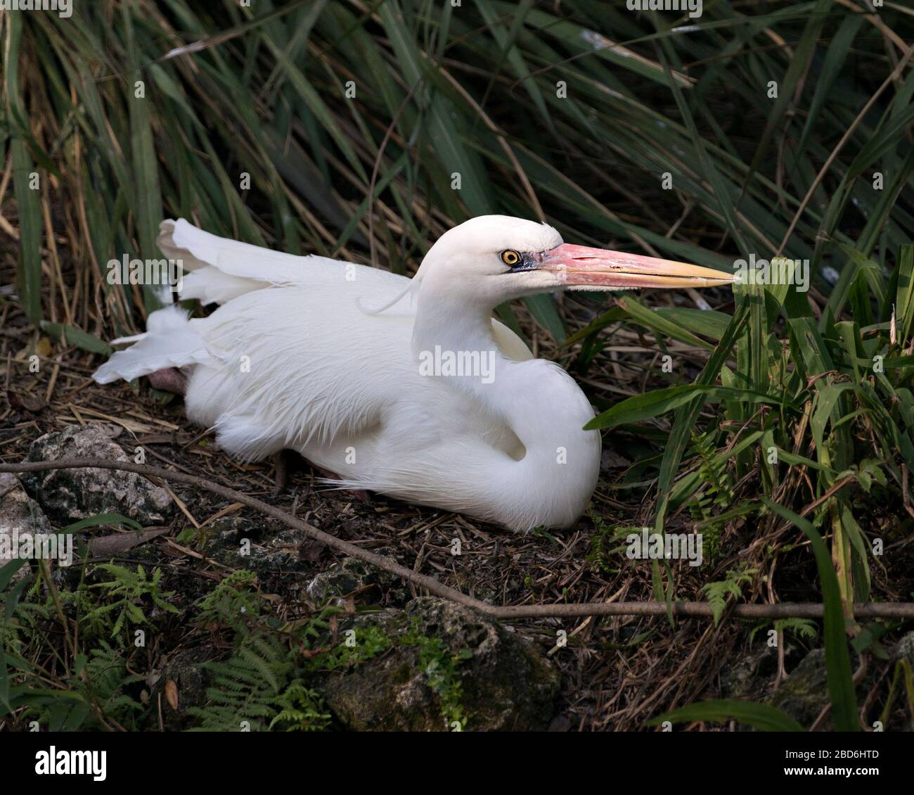 White long neck bird with yellow beak hi-res stock photography and ...