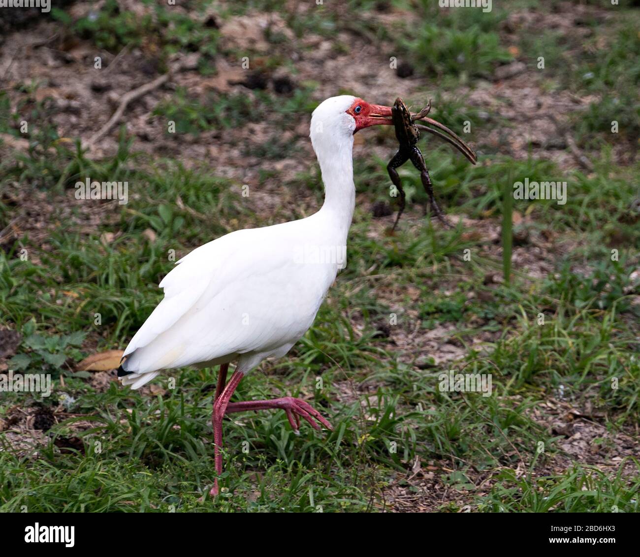 White Ibis bird close-up profile view with a frog in its beak and with ...