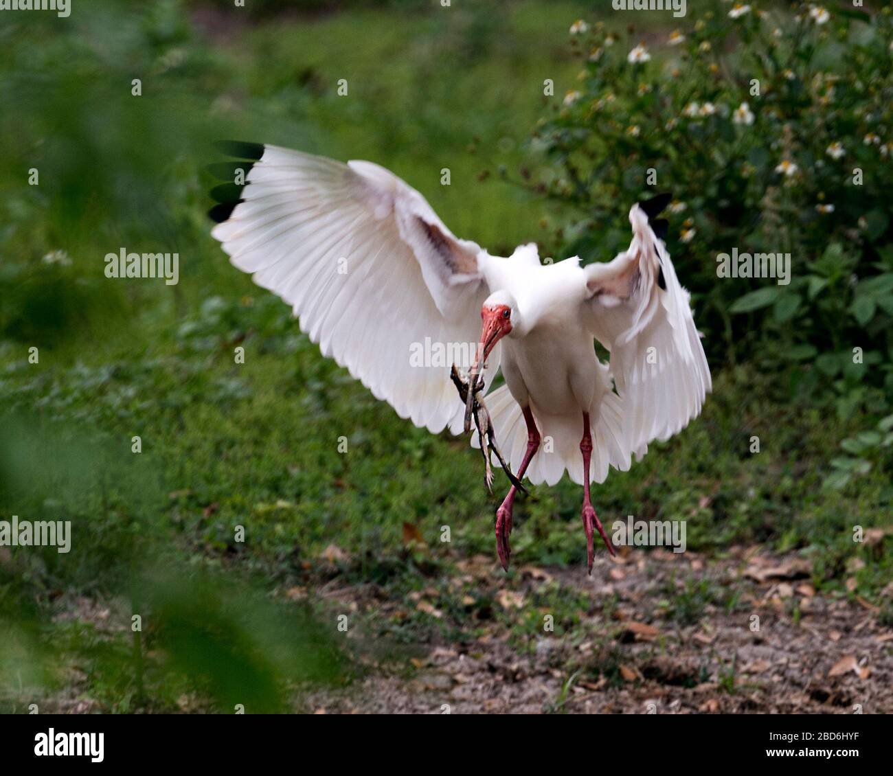 White Ibis bird close-up profile view with a frog in its beakand with ...