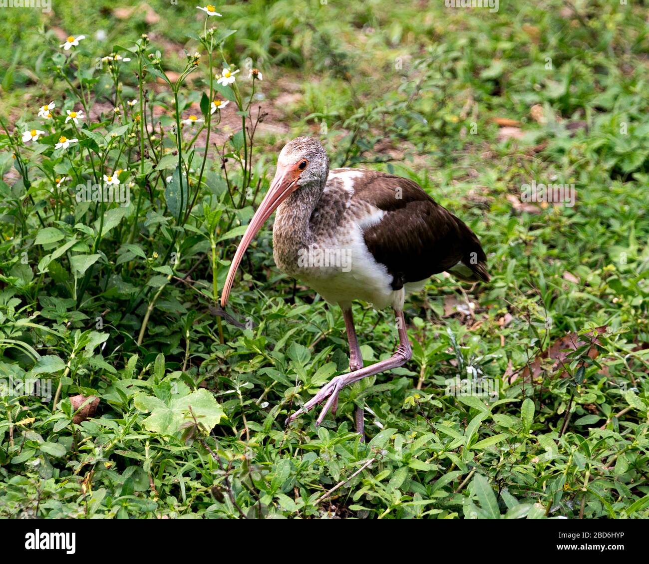 White Ibis juvenile bird close-up profile view walking in foliage with ...