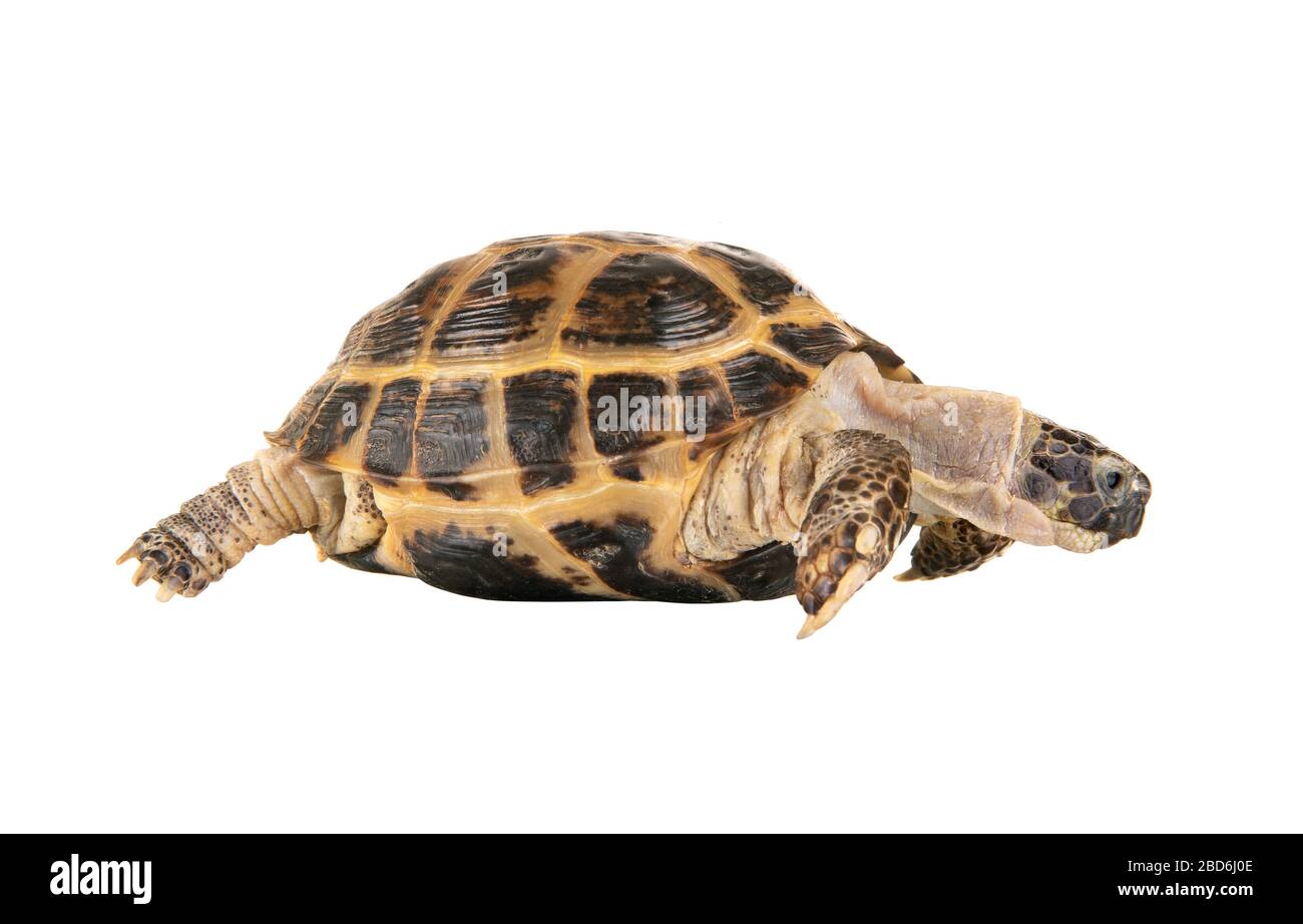 Box Turtle White Background
