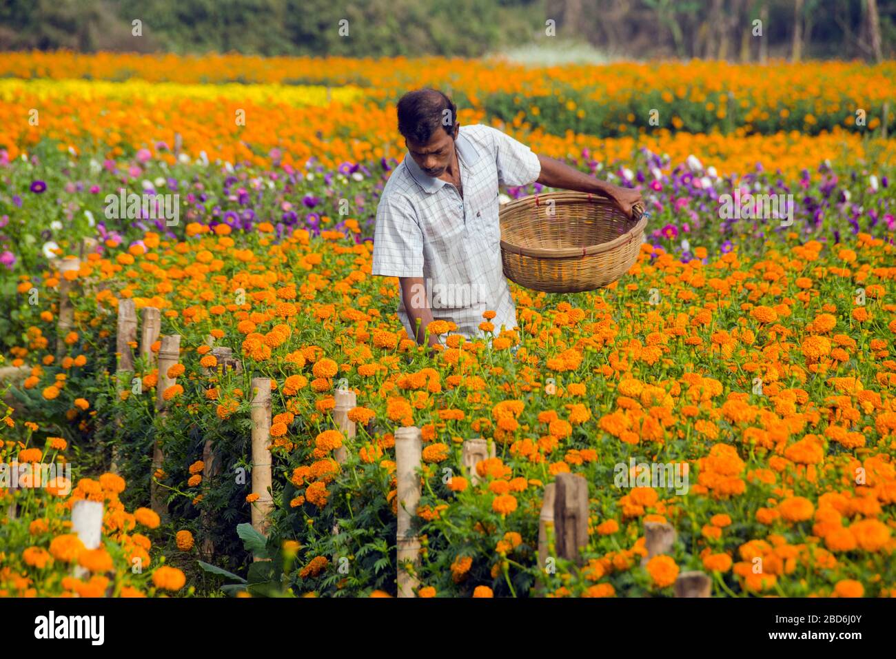 at marigold flower field Stock Photo - Alamy