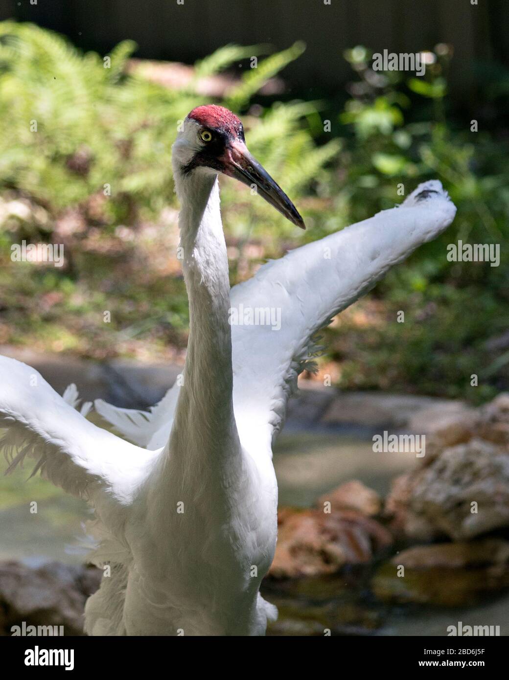 Whooping crane bird close-up profile view standing tall in the water ...
