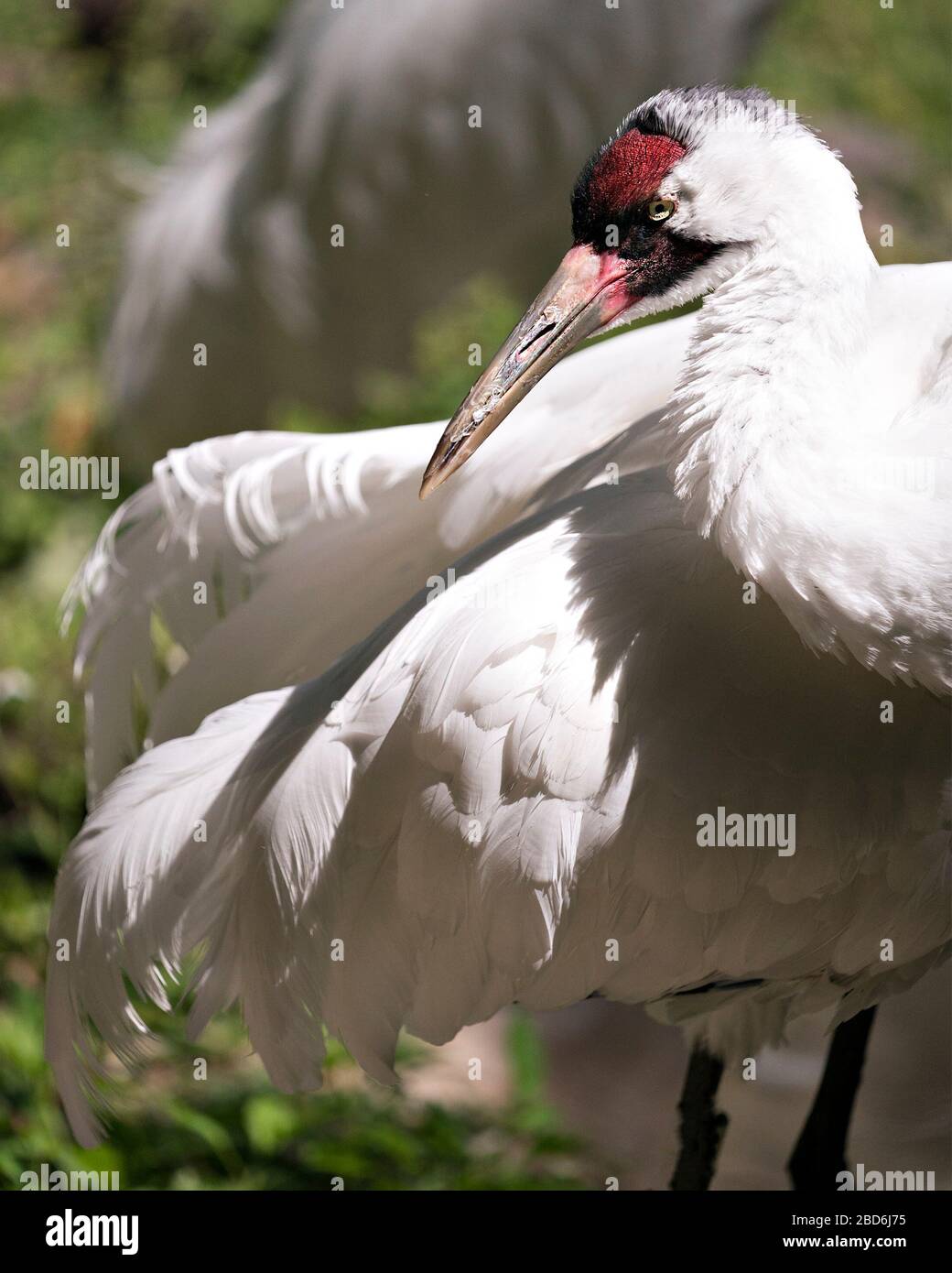 Whooping crane bird head close-up profile view standing tall with a ...