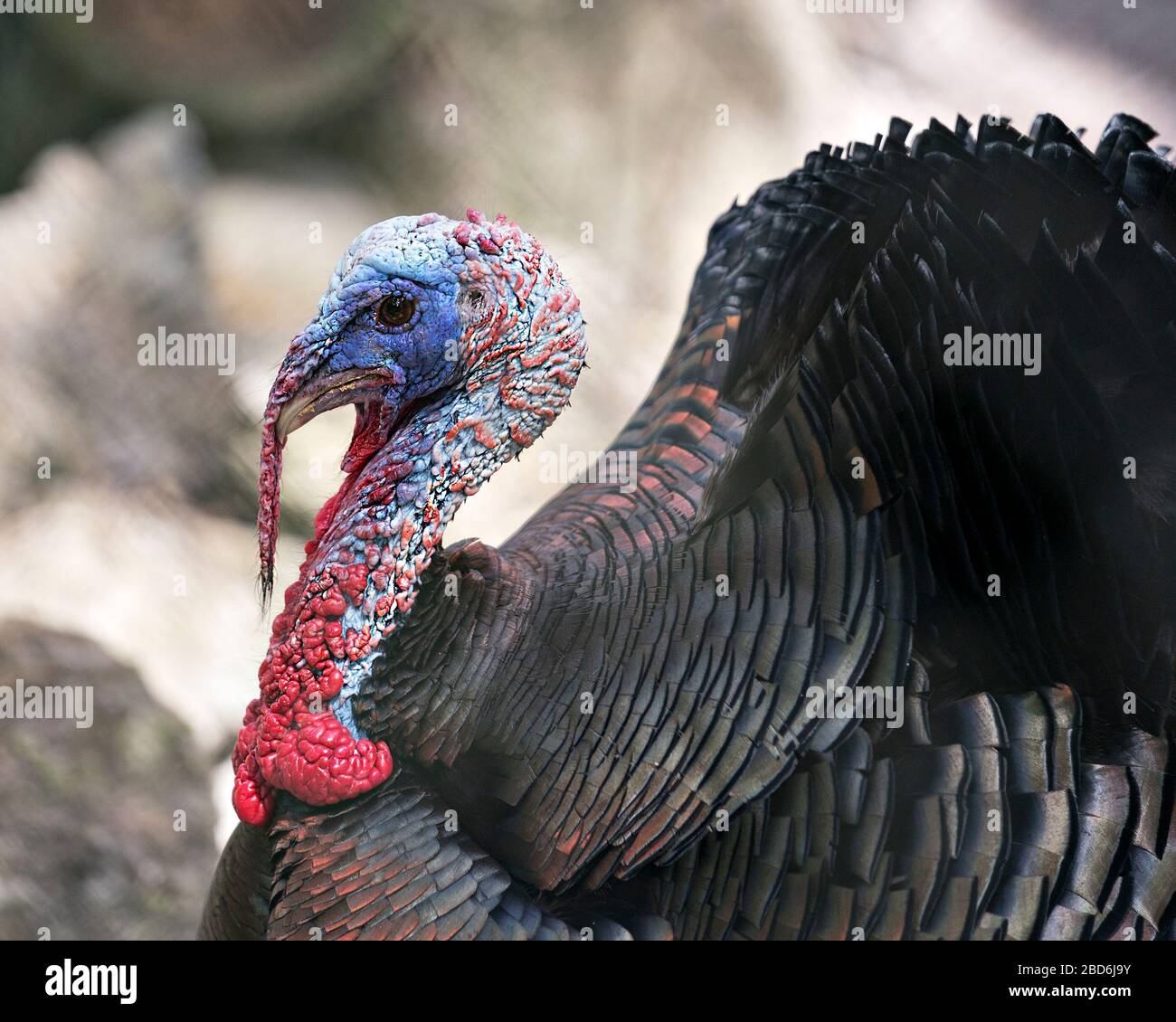Wild turkey bird head close-up profile view with bokeh background view ...