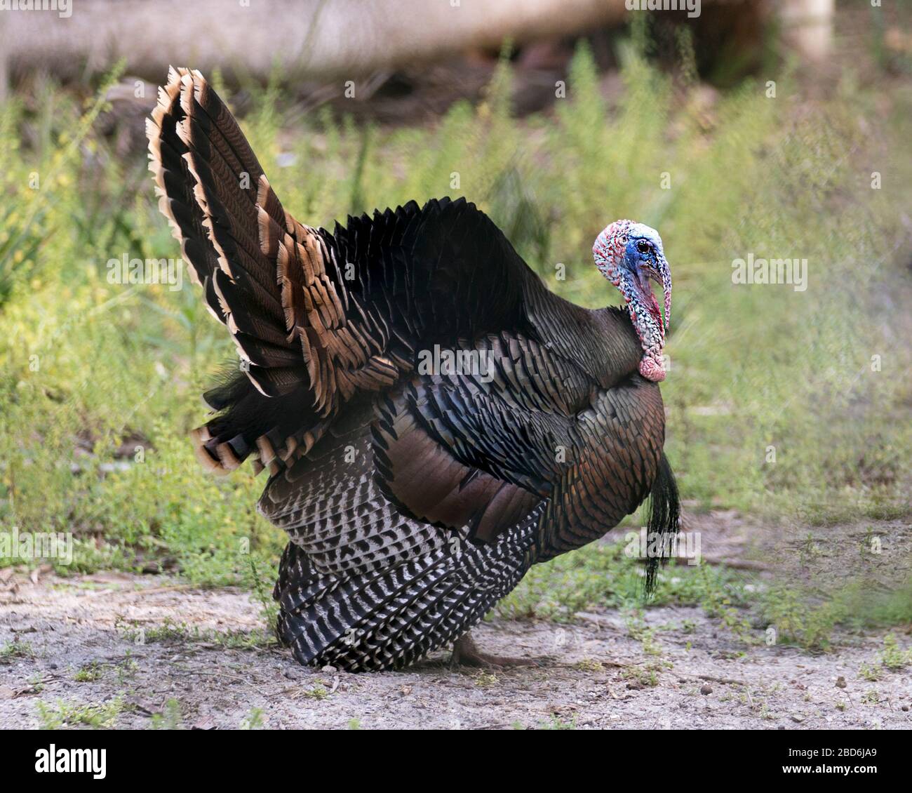 Wild turkey bird close-up profile view with bokeh background displaying ...