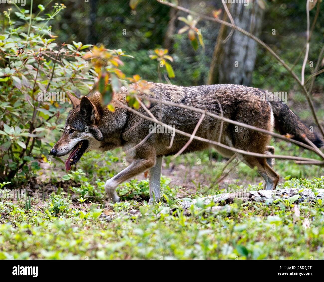 Brown Wolves With Green Eyes
