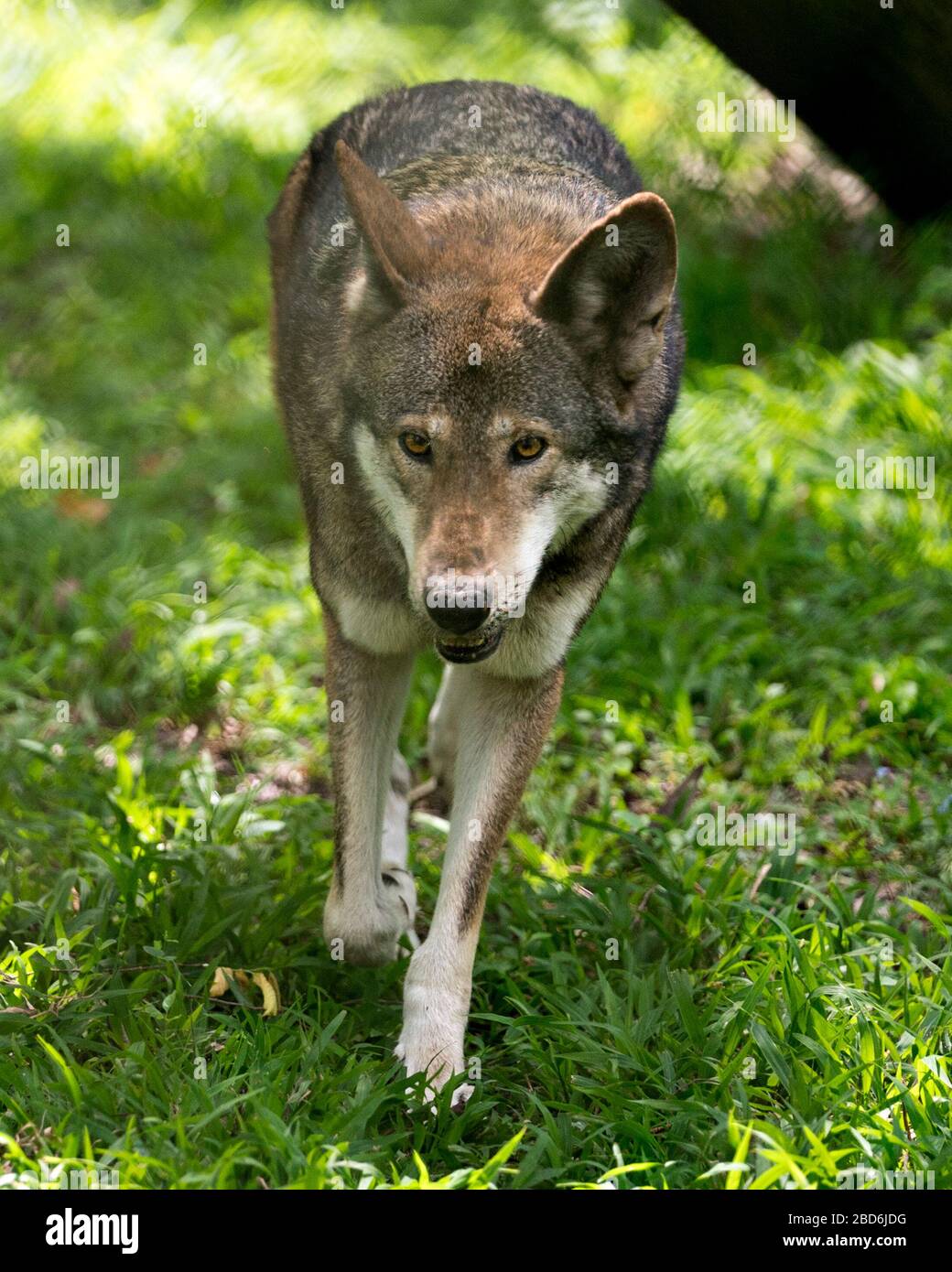 Red Wolf With Brown Eyes