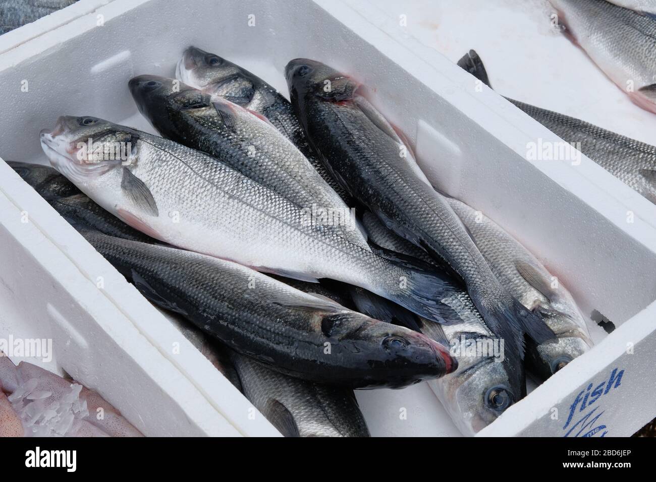 Seabass fishing hi-res stock photography and images - Alamy