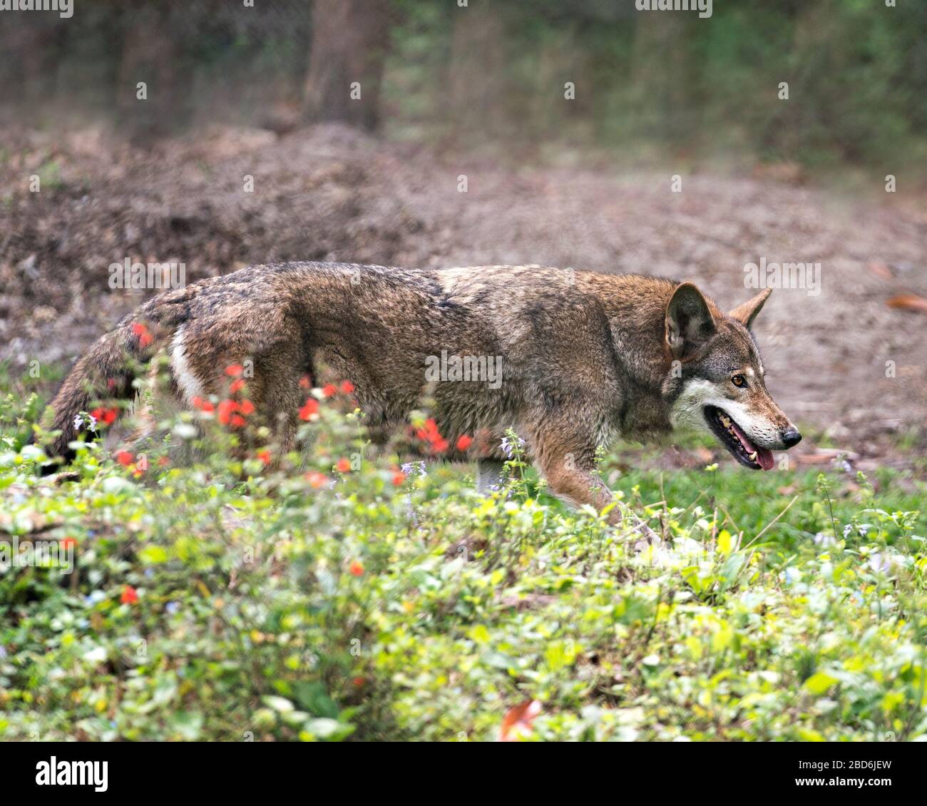 Red Wolf With Brown Eyes