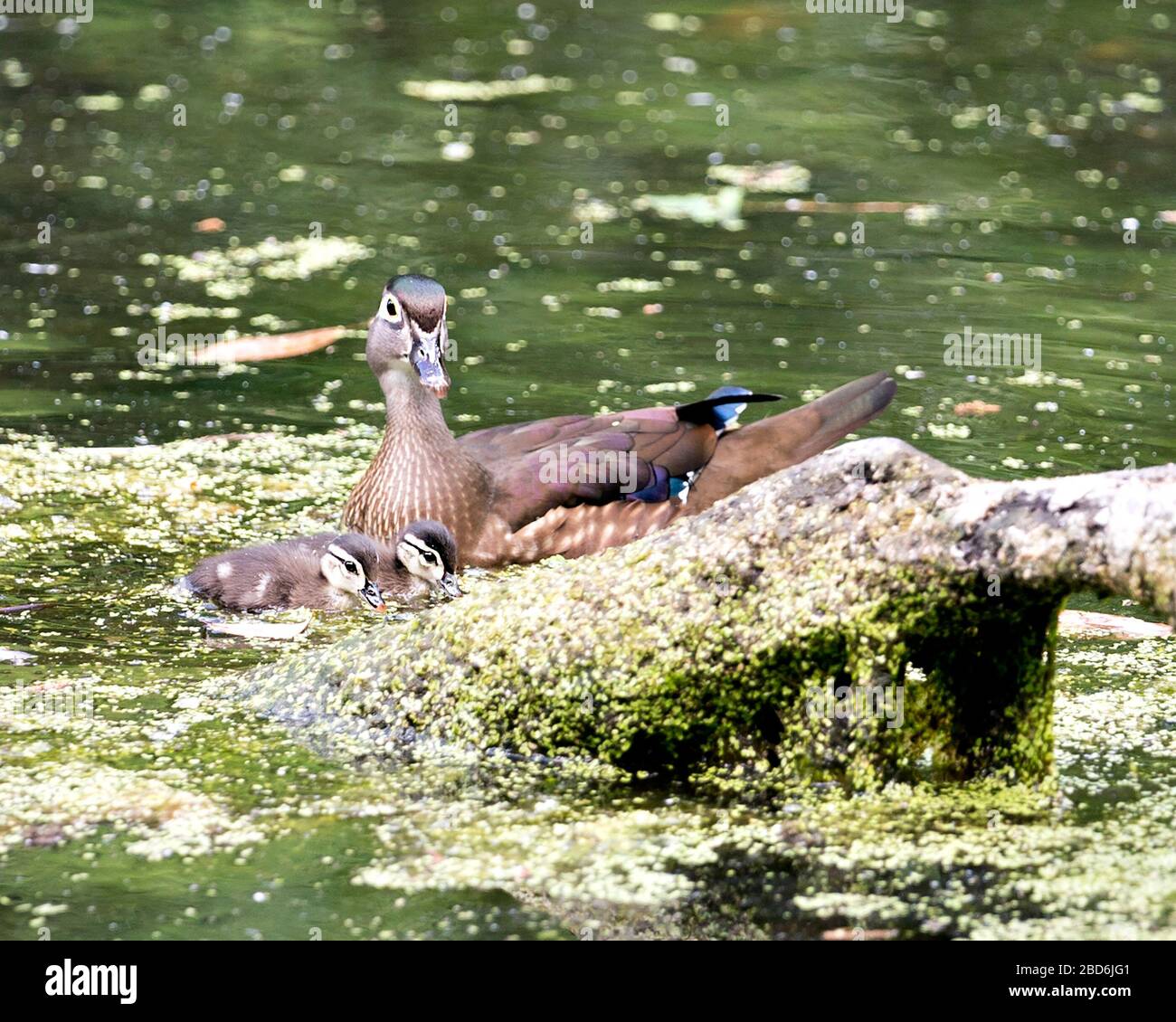 Duck mother with her chicks in the water displaying their bodies, eyes ...