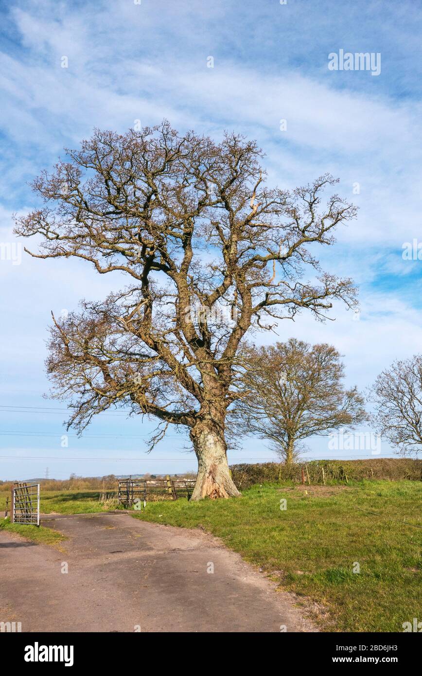An old oak tree in a field in Somerset Stock Photo - Alamy