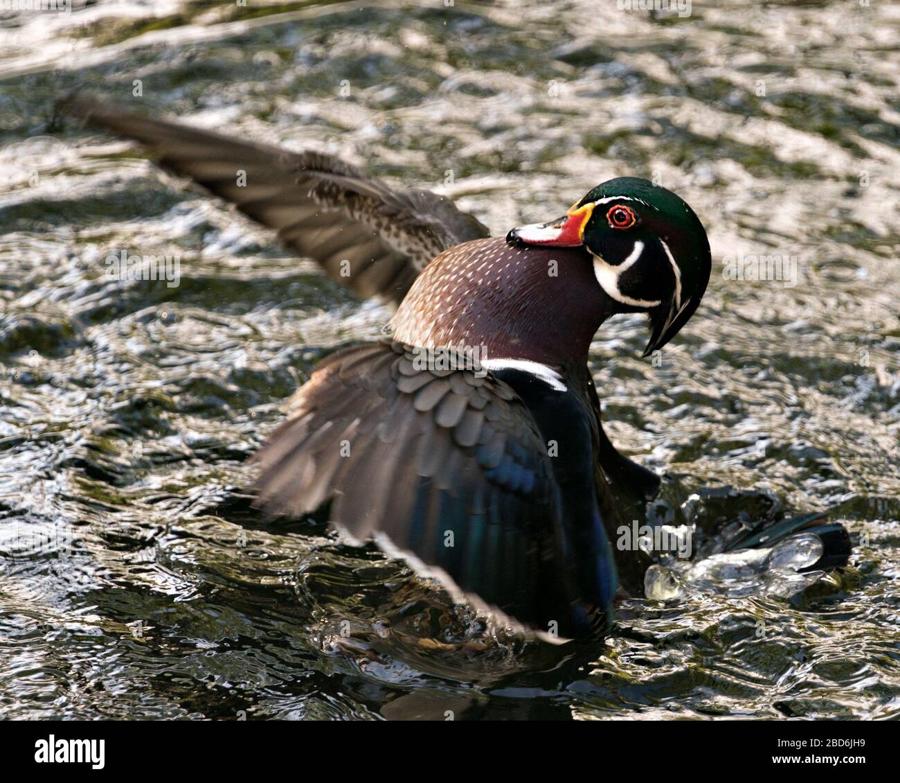 Duck profile photo hi-res stock photography and images - Alamy
