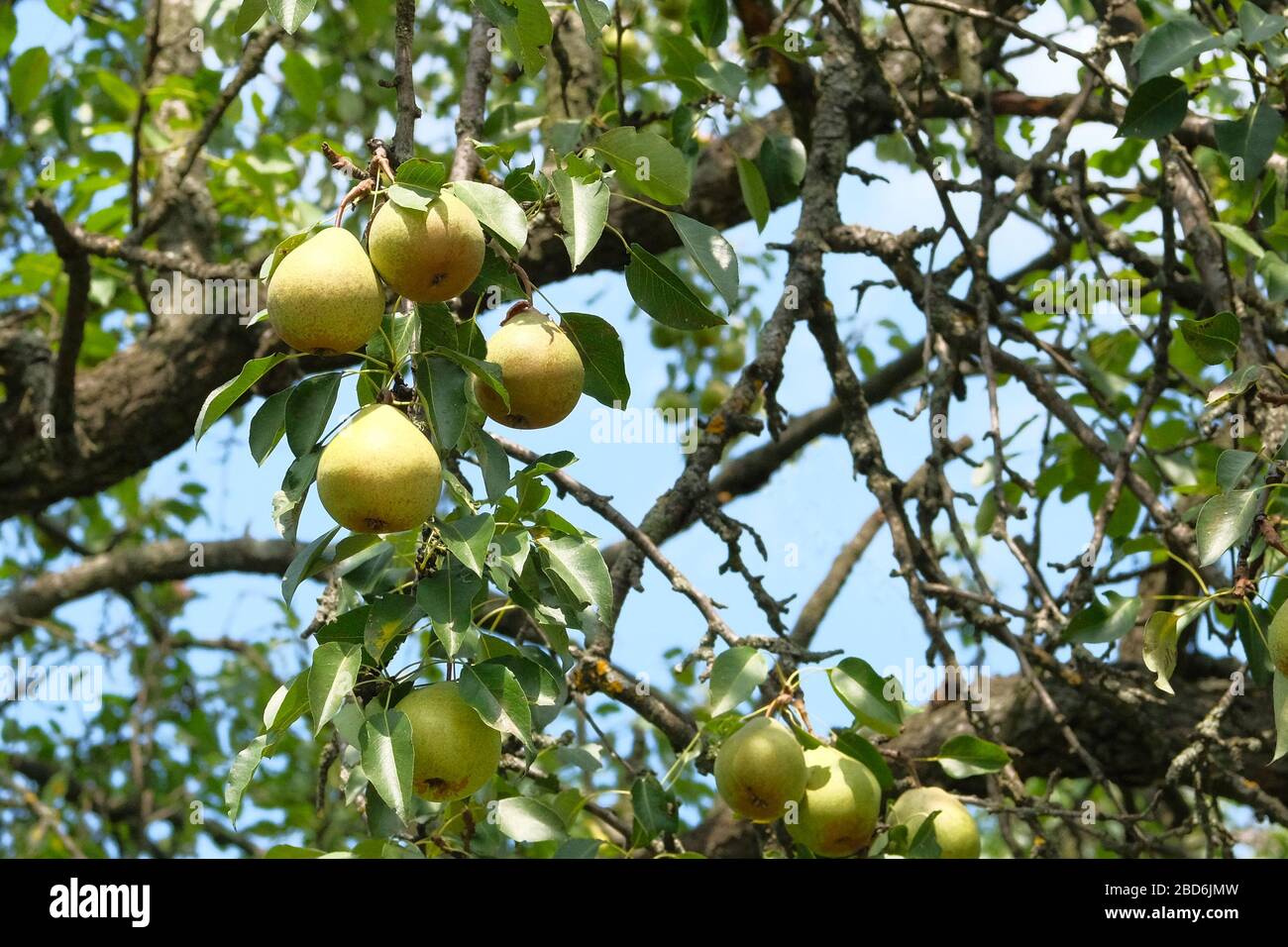 Pears hanging from tree hi-res stock photography and images - Alamy