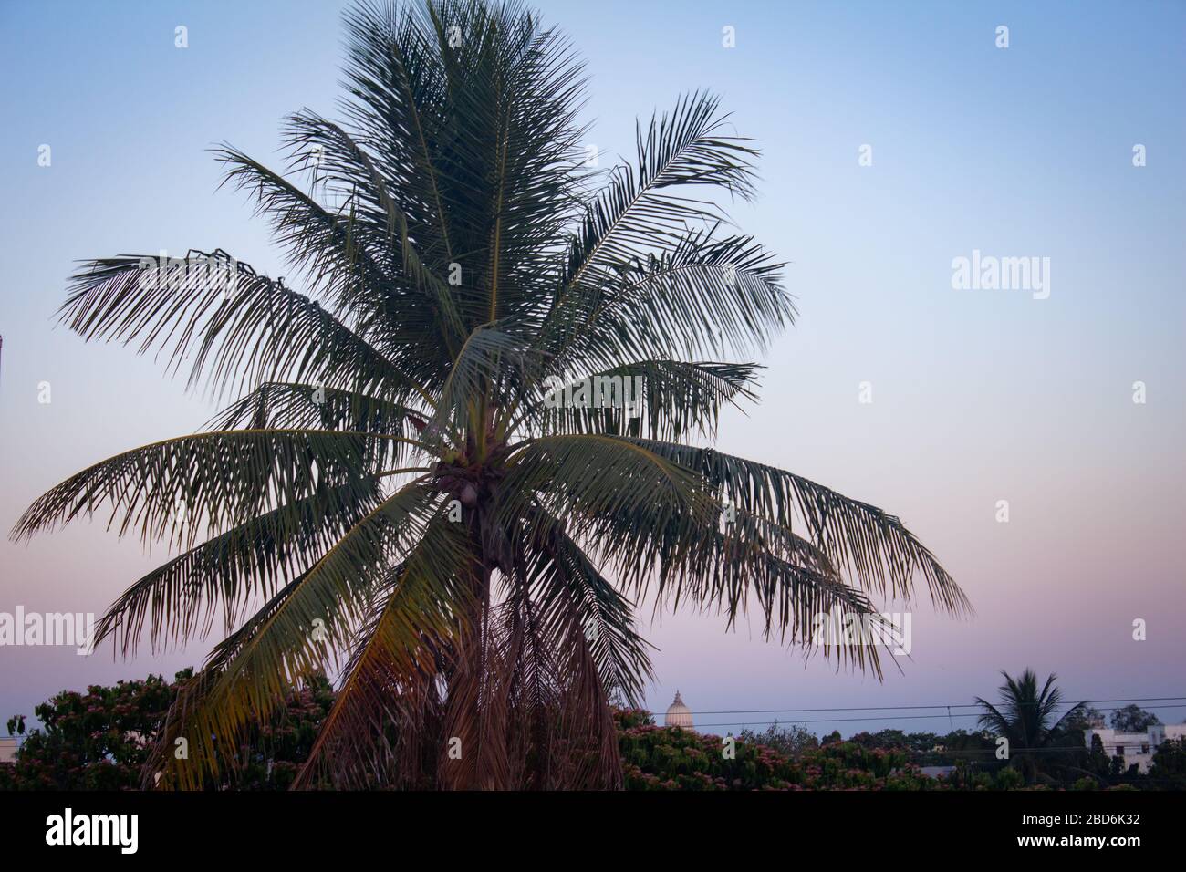 View of coconut tree with dusk sky background Stock Photo - Alamy