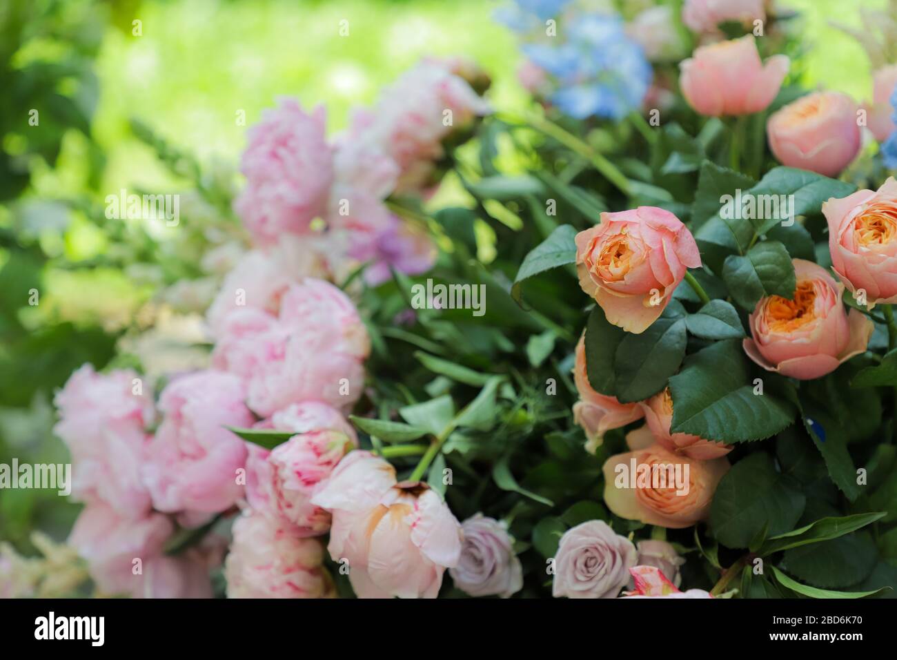 Beautiful garden roses hi-res stock photography and images - Alamy