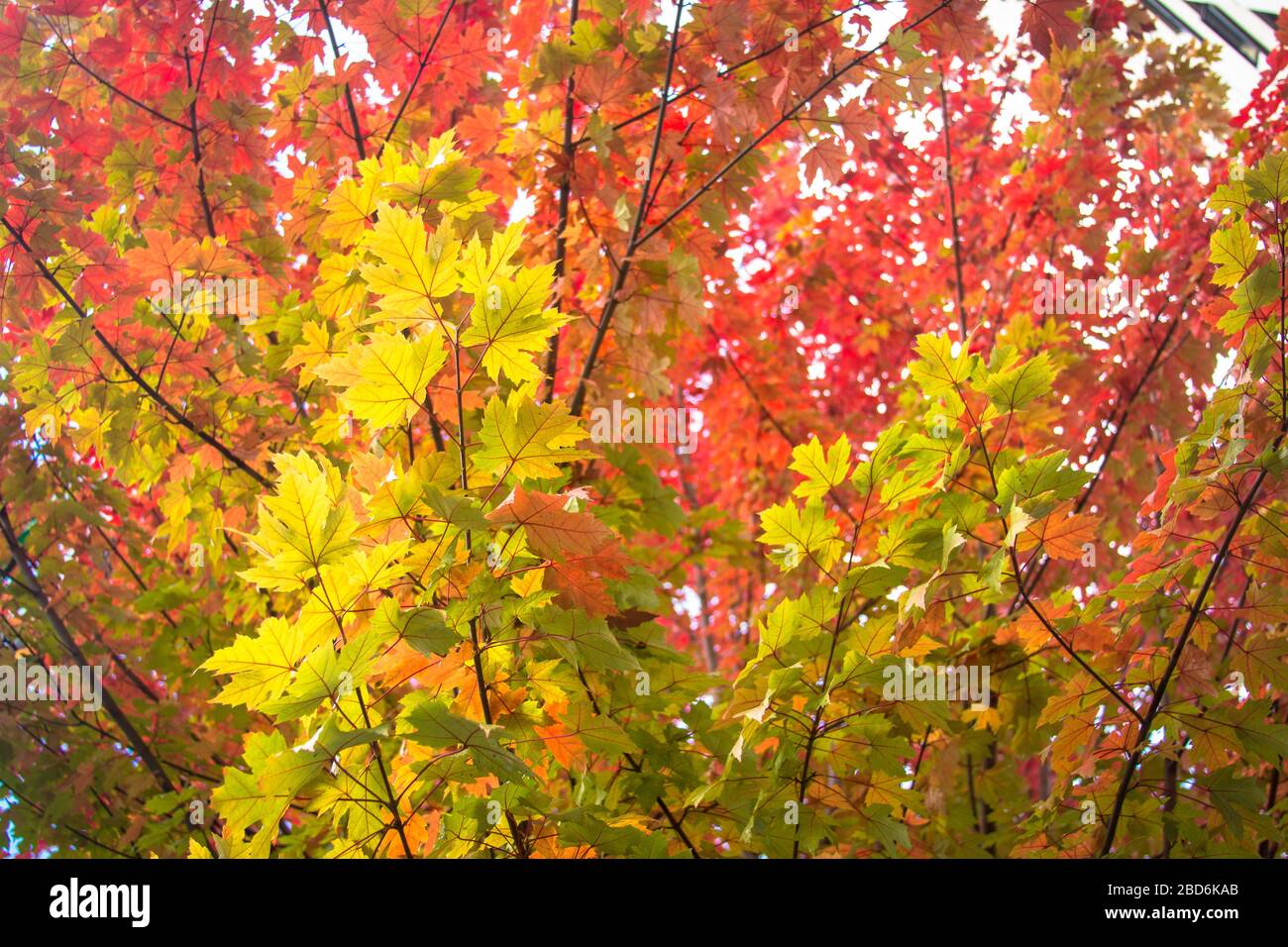 Apple trees with changing leaves hi-res stock photography and images ...