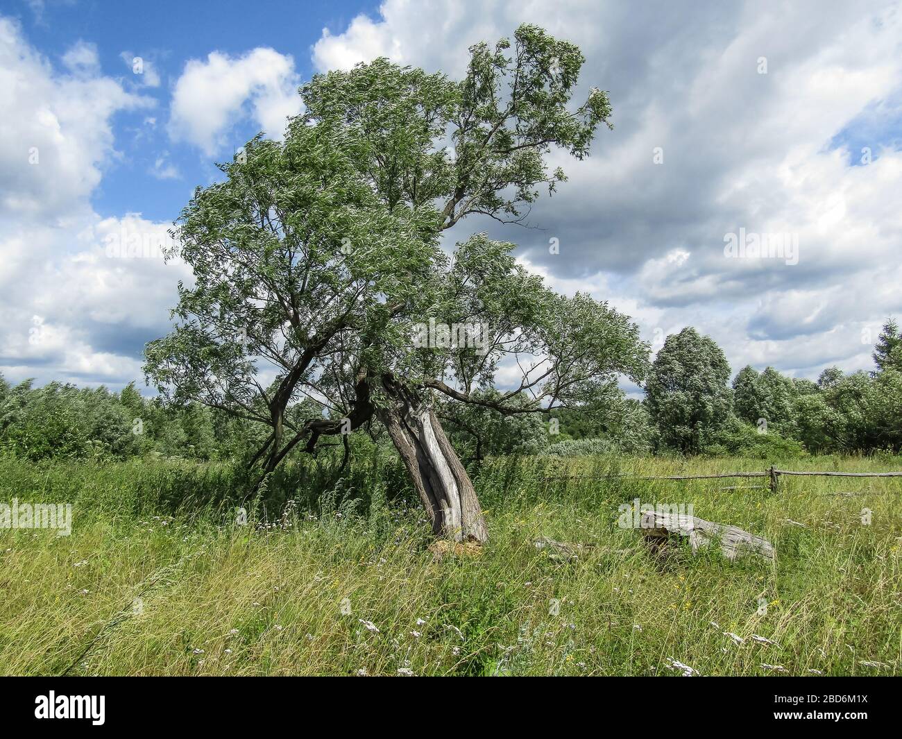 Country clearing in morning sun hi-res stock photography and images - Alamy
