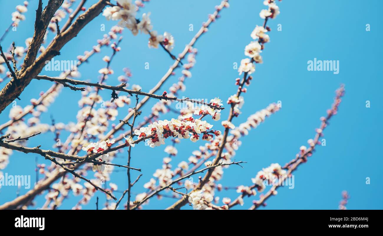 Blooming apricots tree in the garden. Selective focus nature Stock ...