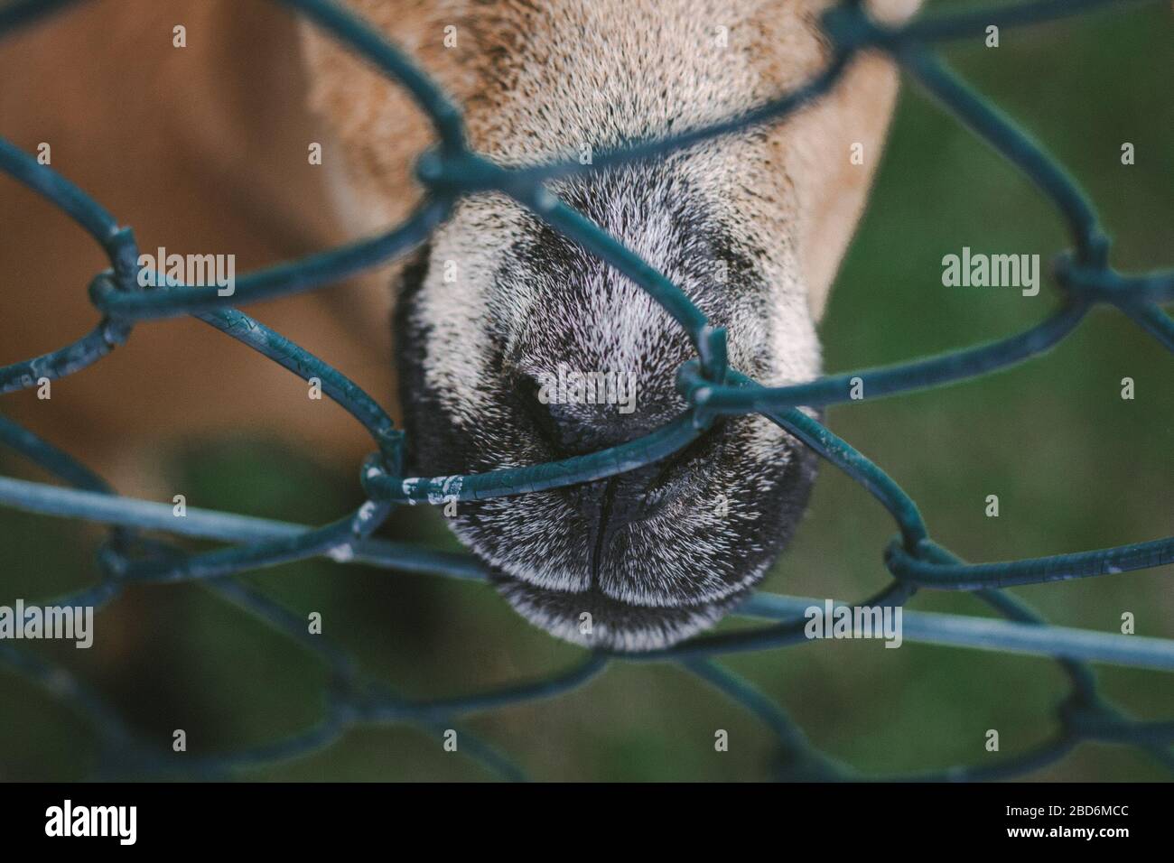 Goat goats curious animal cute hi-res stock photography and images - Alamy