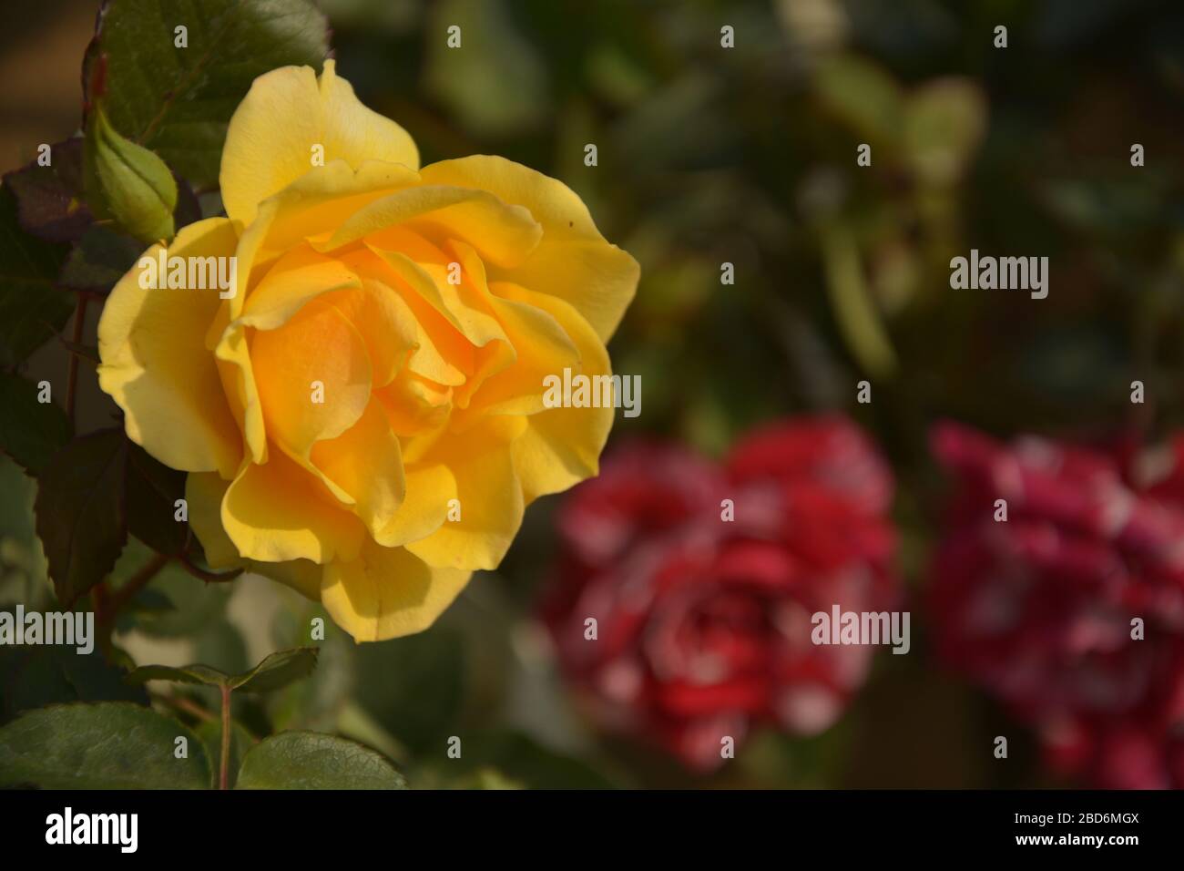 Rose bengal hi-res stock photography and images - Alamy