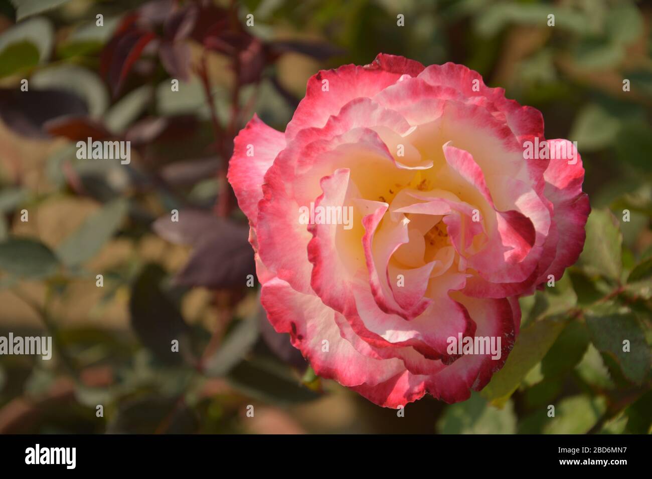 Rose bengal hi-res stock photography and images - Alamy