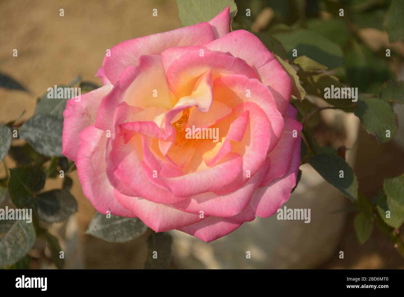 Rose bengal hi-res stock photography and images - Alamy