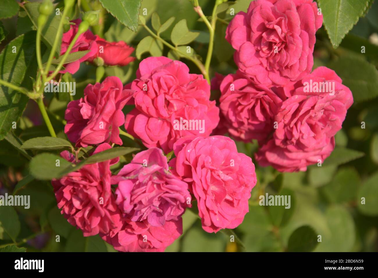 Bud of a red color china rose (Hibiscus rosa-sinensis ) also known as ...