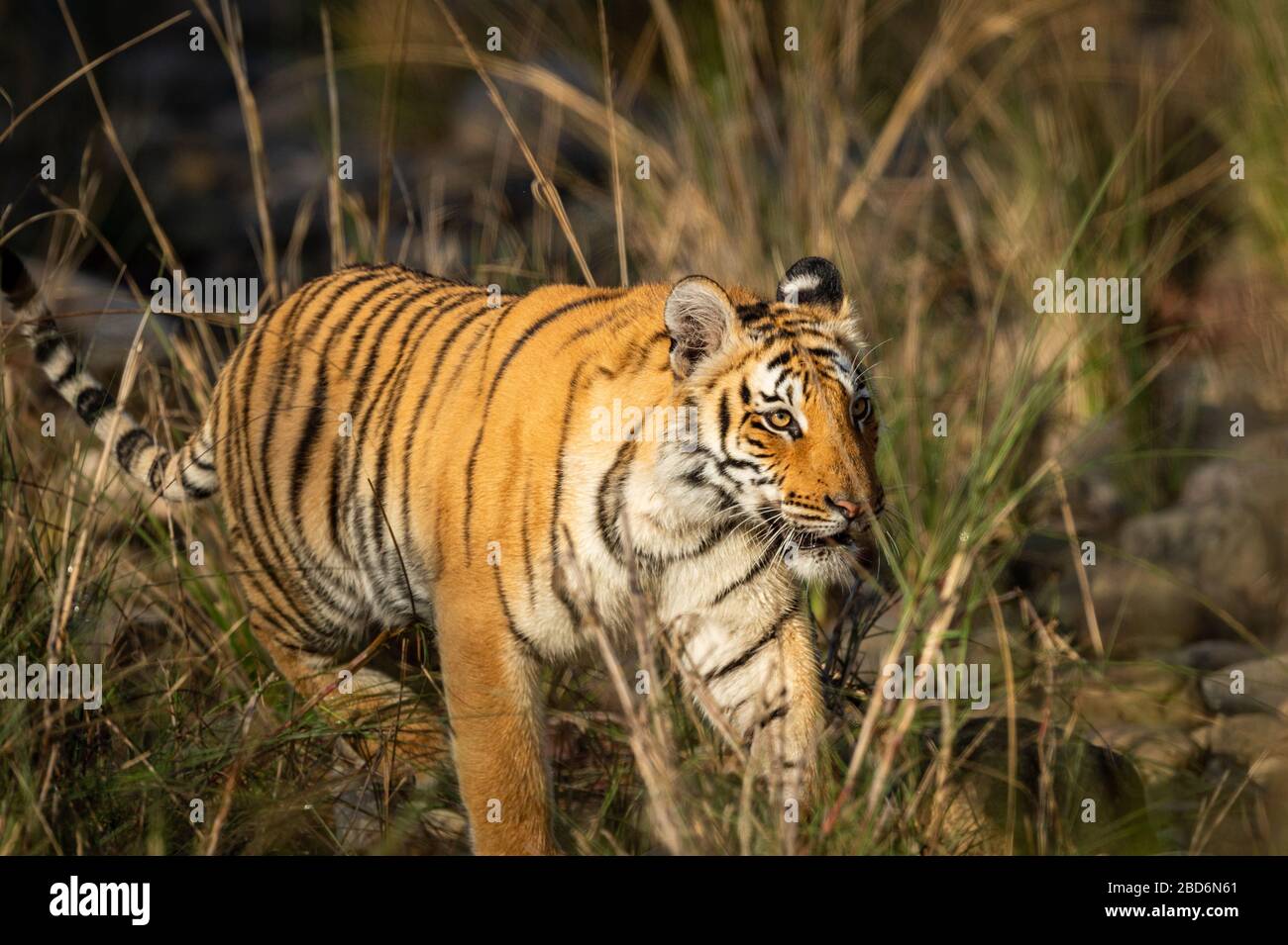 wild bengal tiger of terai region forest at uttarakhand india ...
