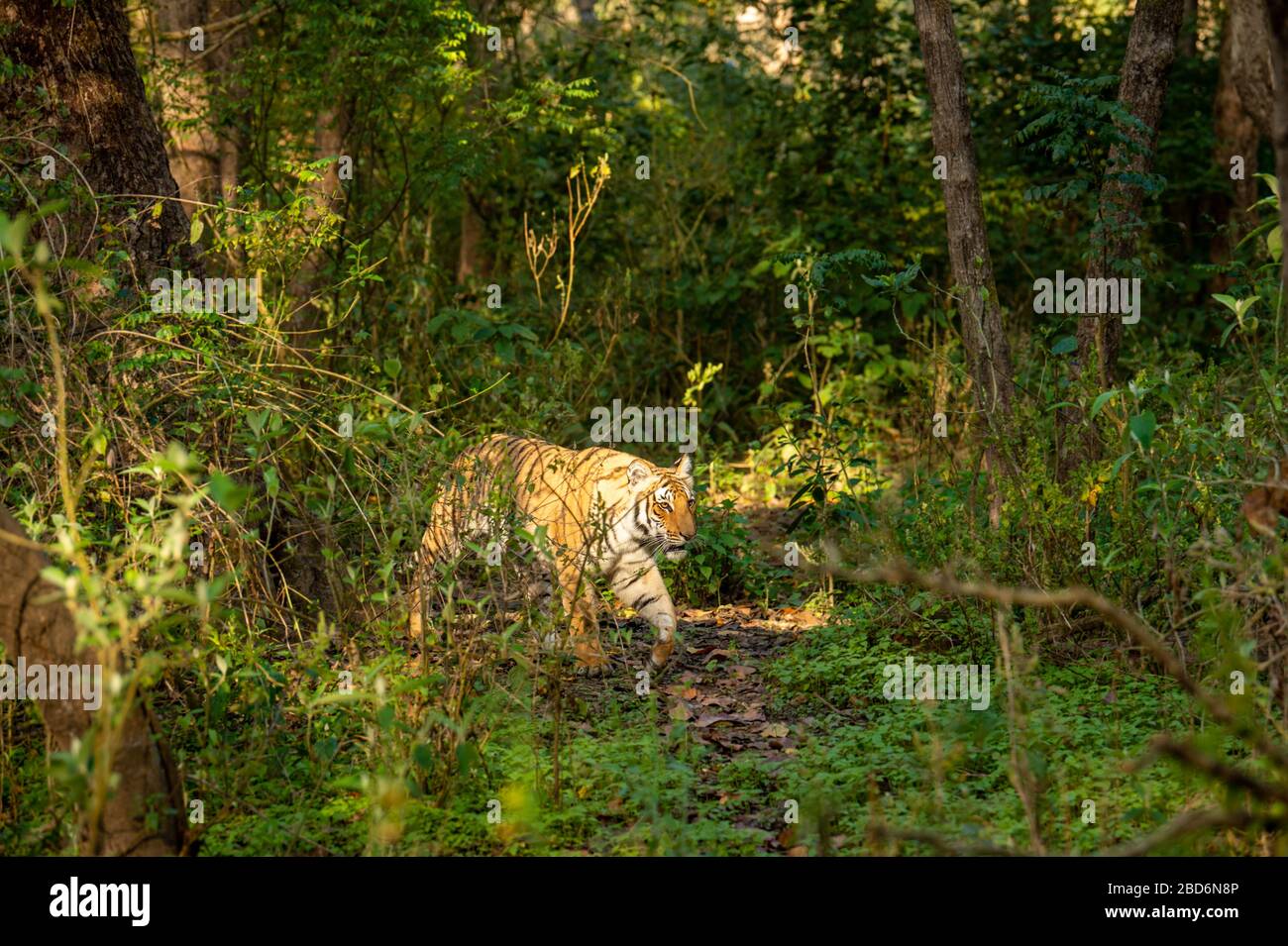Terai grassland forest hi-res stock photography and images - Alamy