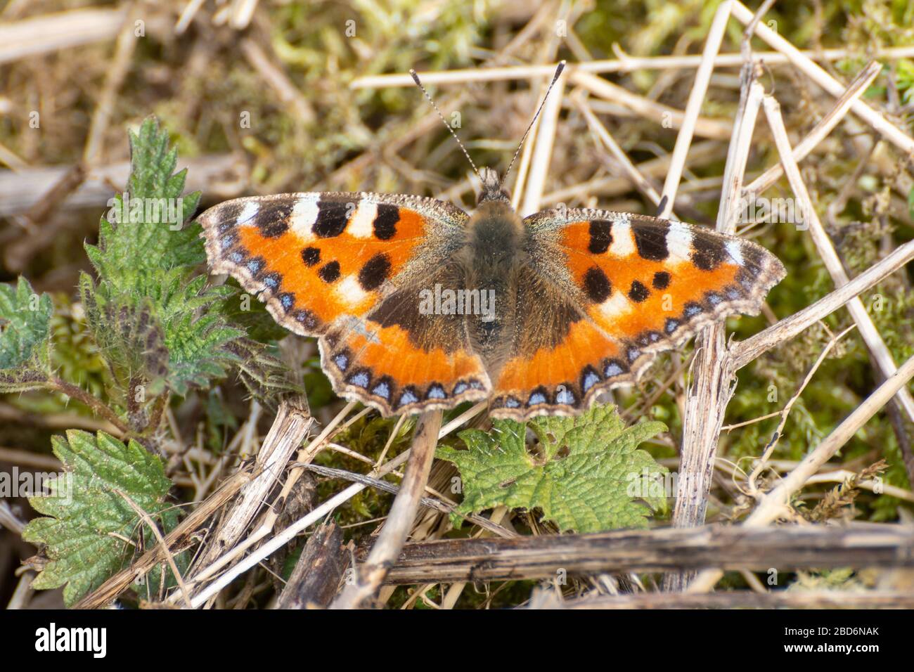 Nettles butterfly hi-res stock photography and images - Alamy