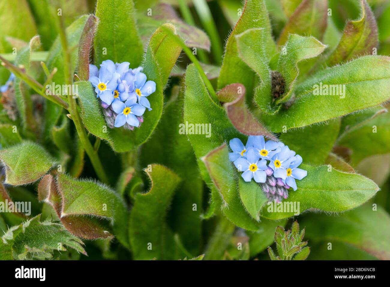 Wild forget-me-not flowers (Myosotis) in April, UK Stock Photo - Alamy