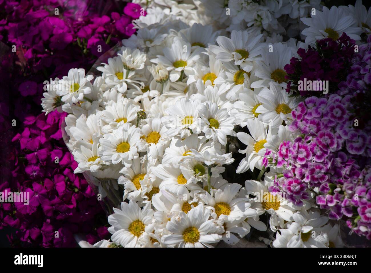Blooming beautiful colorful natural flowers in market Stock Photo - Alamy