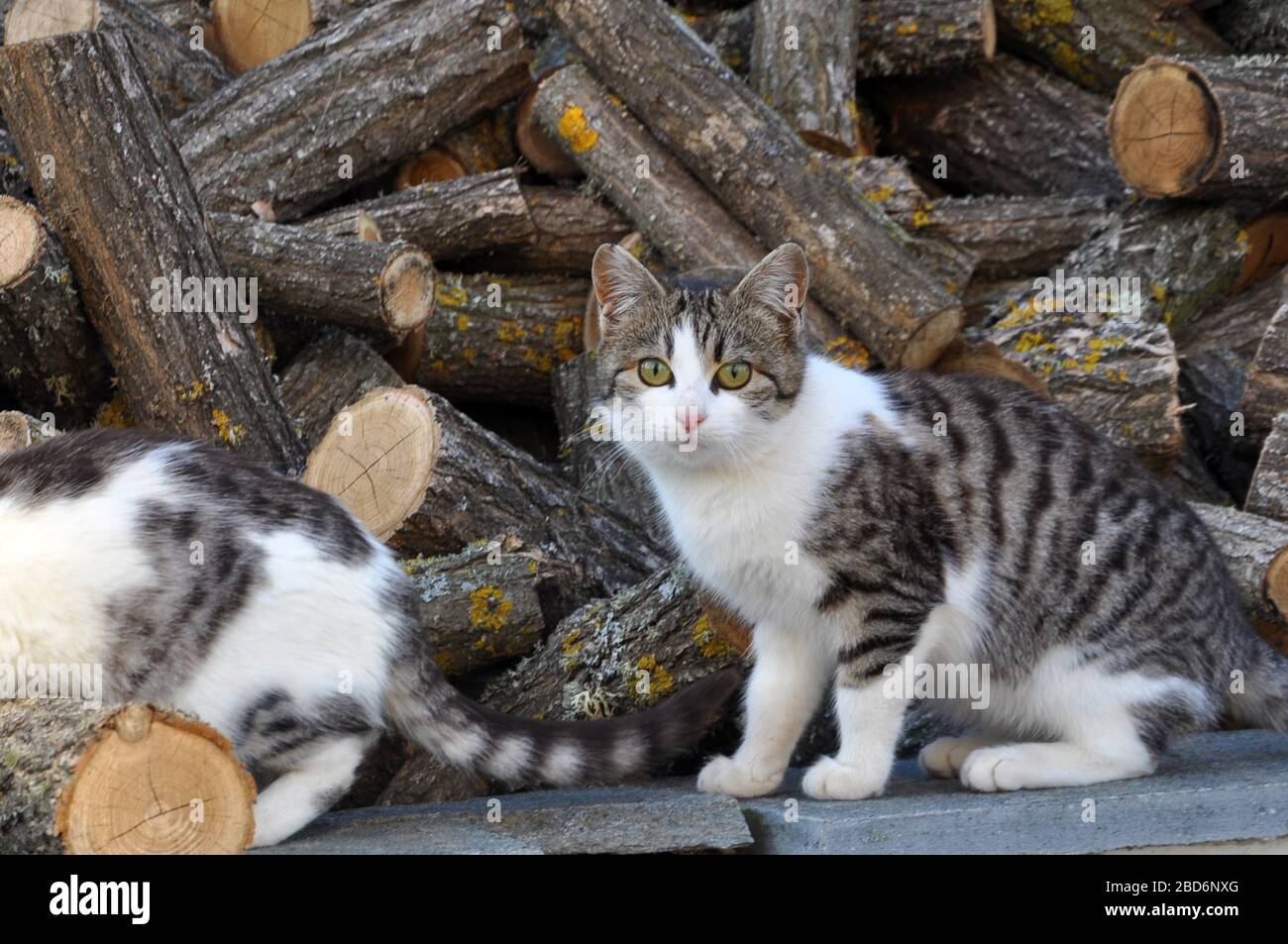 Animals in fire hi-res stock photography and images - Alamy