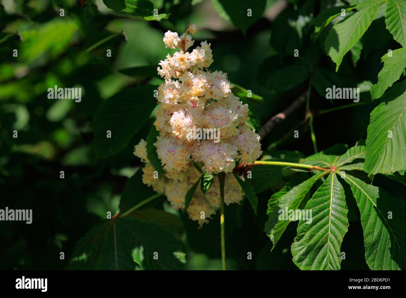 Symbolism Of Chestnut Tree